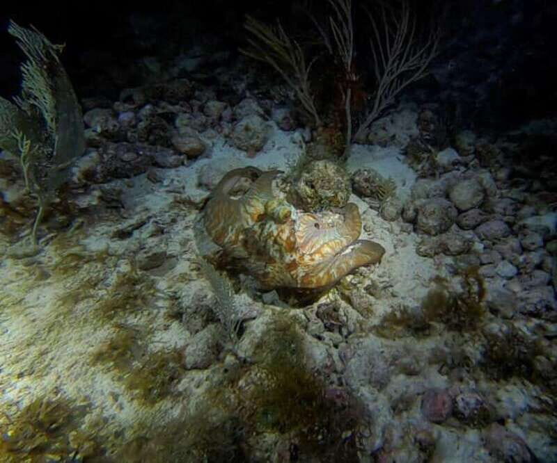 Cancun: Night Dive for Certified Divers - What to Expect During the Tour