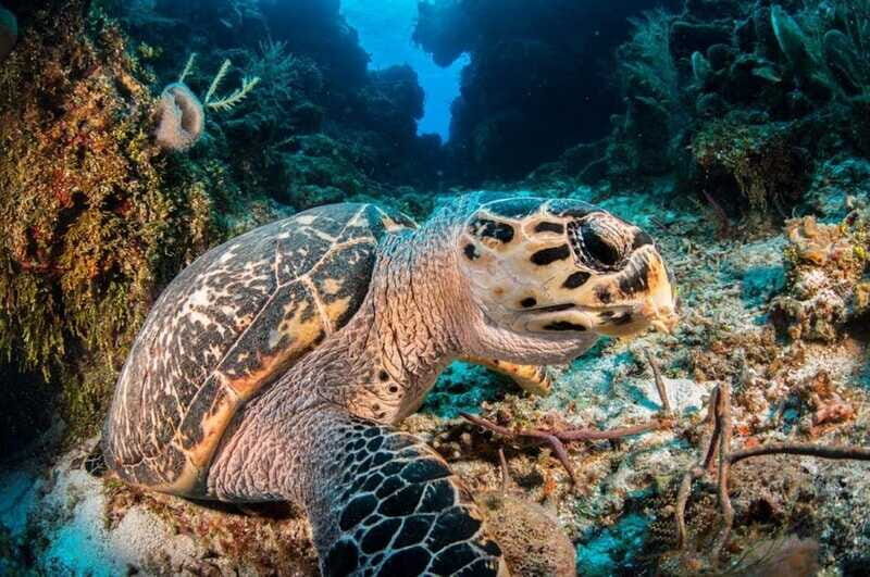 Cancun: Parrotfish Adventure Package - Final Thoughts