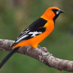 Cancun: Private Birdwatching Tour - Who Should Book This Tour?