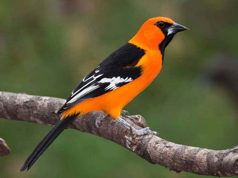 Cancun: Private Birdwatching Tour - Who Should Book This Tour?