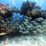 Cancun: Scuba Diving in Puerto Morelos for Beginners 2 Dives - An Introduction to the Experience