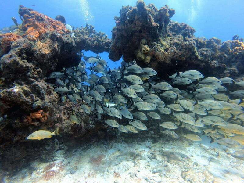 Cancun: Scuba Diving in Puerto Morelos for Beginners 2 Dives - An Introduction to the Experience