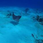 Cancun: Snorkeling Tour with Hotel Pickup - Detailed Breakdown of the Snorkeling Experience