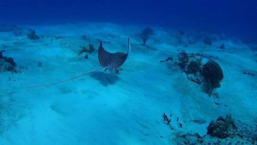 Cancun: Snorkeling Tour with Hotel Pickup - Detailed Breakdown of the Snorkeling Experience
