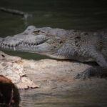 Cancun: Speedboat Adventure & Crocodile Sighting - Is it Worth the Price?