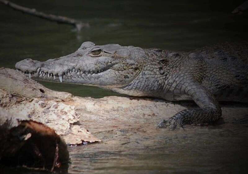 Cancun: Speedboat Adventure & Crocodile Sighting - Is it Worth the Price?