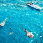 Cancun: Swim with Whale Sharks - The Bottom Line