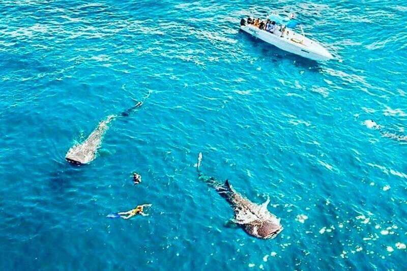 Cancun: Swim with Whale Sharks - The Bottom Line