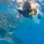 Cancún: Swim with Whale Sharks & Playa Norte Beach - Itinerary Breakdown