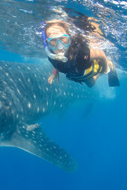 Cancún: Swim with Whale Sharks & Playa Norte Beach - Itinerary Breakdown