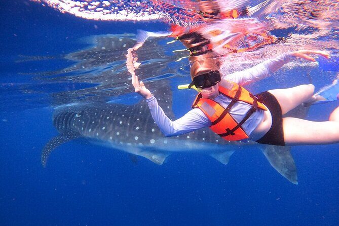 Cancun Whale Shark Experience with Snorkel & Transportation - Authentic Feedback from Travelers