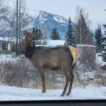 Canmore/Banff: Explore Banff & Wildlife - Itinerary Breakdown: What to Expect