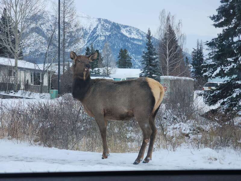 Canmore/Banff: Explore Banff & Wildlife - Itinerary Breakdown: What to Expect