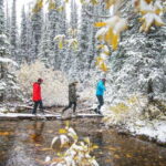 Canmore: Explore Winter Wildlife Tracks - 2hr Nature Walk - The Guides: Knowledge That Matters