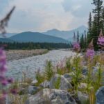 Canmore: Medicinal and Edible Plants, 2-hour Nature Walk - What to Expect from Your 2-Hour Walk