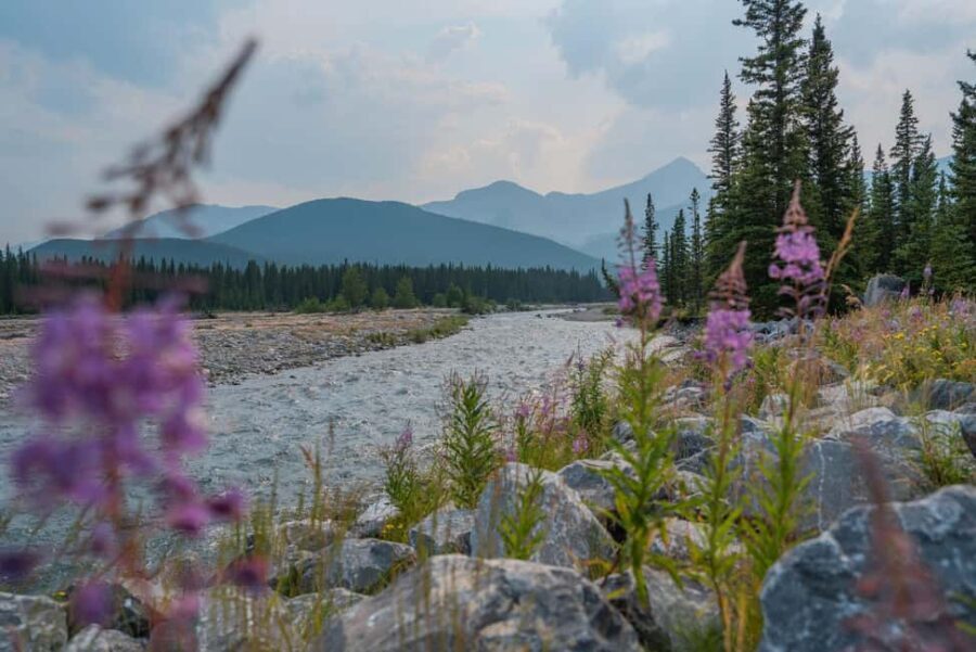Canmore: Medicinal and Edible Plants, 2-hour Nature Walk - What to Expect from Your 2-Hour Walk