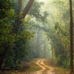 Canter Safari: Skip-the-line Entry Ranthambore Tiger Reserve - The Itinerary: What Does the Tour Cover?