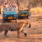 Canter Safari: Skip-the-line Entry Ranthambore Tiger Reserve - How the Safari is Structured and What You Get