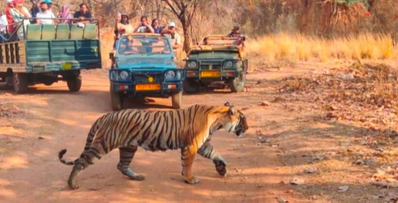 Canter Safari: Skip-the-line Entry Ranthambore Tiger Reserve - How the Safari is Structured and What You Get