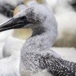Cape Kidnappers Gannet Colony Private Tour - What Makes This Tour Stand Out
