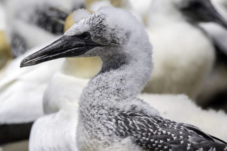 Cape Kidnappers Gannet Colony Private Tour - What Makes This Tour Stand Out