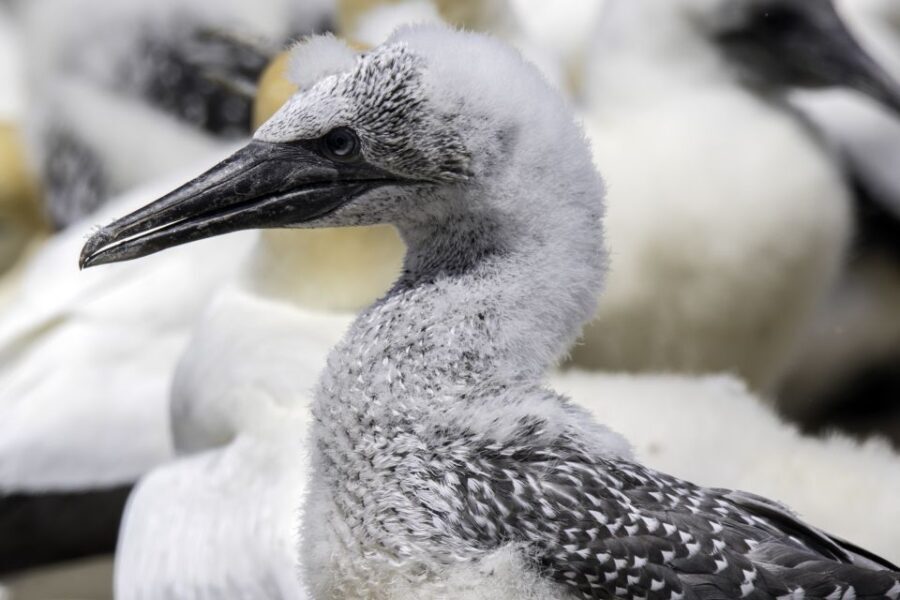 Cape Kidnappers Gannet Colony Private Tour - What Makes This Tour Stand Out