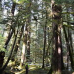Cape Scott: San Josef Bay Day Hike with Scenic Drive - The Itinerary in Detail