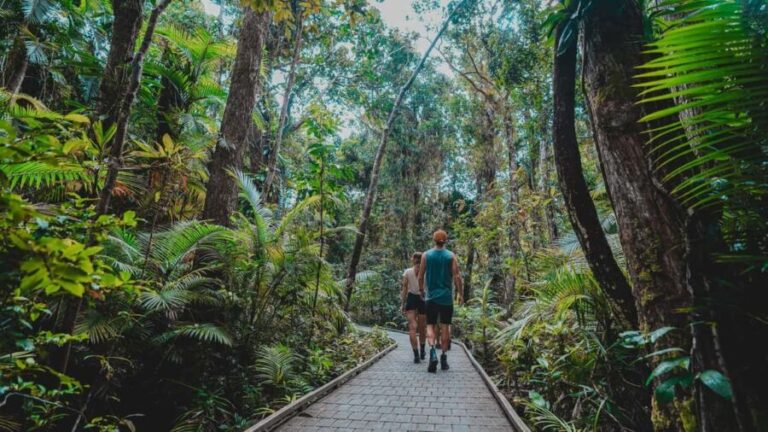 Cape Tribulation: Daintree Rainforest Night Walk Tour - Why The Value Adds Up