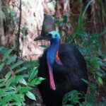 Cape Tribulation Day Tour from Cairns - Wildlife and nature encounters