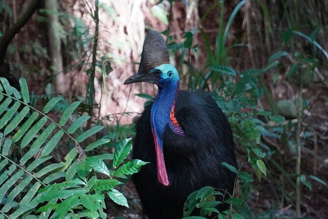 Cape Tribulation Day Tour from Cairns - Wildlife and nature encounters