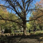 Capitol Steps and Stories Walking Tour - The Experience in Detail: Breaking Down the Itinerary
