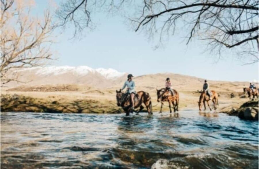 Cardrona Valley: Horse Trekking Experience - The Horses and Their Horsanality