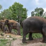 Care Pride Elephants: Full-Day Tour Experience - Transportation & Logistics