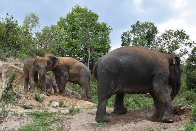 Care Pride Elephants: Full-Day Tour Experience - Transportation & Logistics