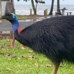 Cassowary Coast Waterfall Culture Tour - Transportation & Group Size