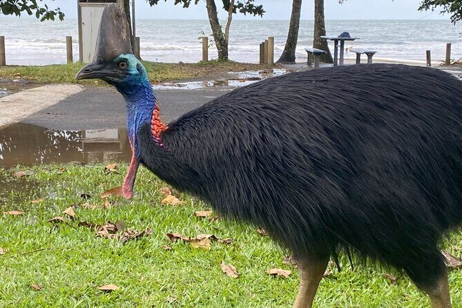 Cassowary Coast Waterfall Culture Tour - Transportation & Group Size