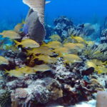 Catalina Island Full-Day Snorkeling + Lunch from Punta Cana - In-Depth Breakdown of the Experience