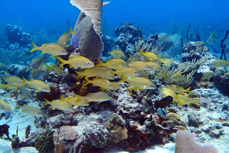 Catalina Island Full-Day Snorkeling + Lunch from Punta Cana - In-Depth Breakdown of the Experience