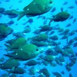 Cathedral Cove Marine Reserve: Snorkeling Boat Trip - The Itinerary in Detail
