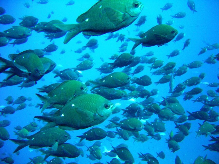 Cathedral Cove Marine Reserve: Snorkeling Boat Trip - The Itinerary in Detail