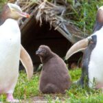 Catlins Cruiser Private Tour from Dunedin Cruise Port - Overall Experience and Value