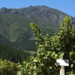 Cavas Freixenet Wine Tour from Mexico City - A Full Breakdown of Your Day: What to Expect