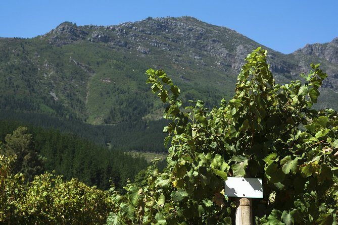 Cavas Freixenet Wine Tour from Mexico City - A Full Breakdown of Your Day: What to Expect
