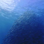 Cebu: 2-Day Private Tour Moalboal and Oslob - Additional Activities and Flexibility