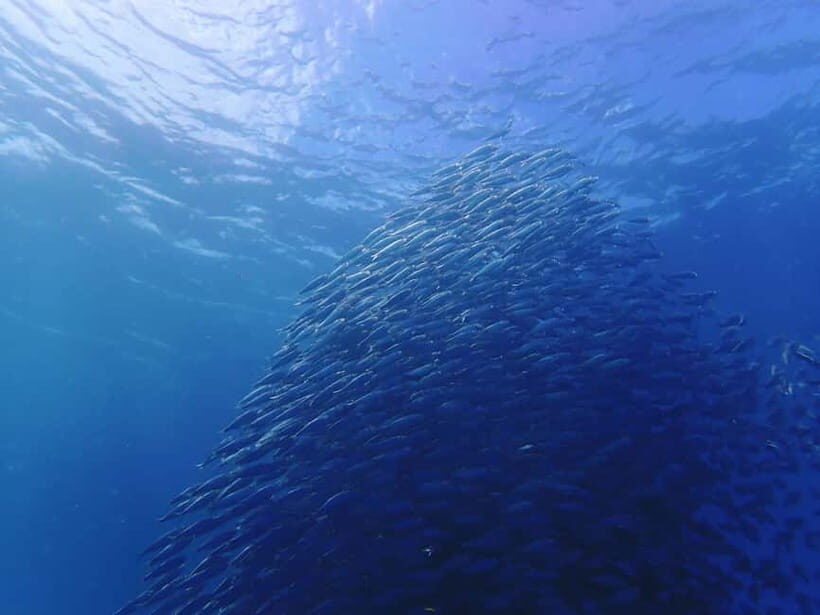 Cebu: 2-Day Private Tour Moalboal and Oslob - Additional Activities and Flexibility