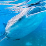 Cebu BEST: Sumilon, Whaleshark and Turtle Snorkeling Tour - Who Should Consider This Tour?