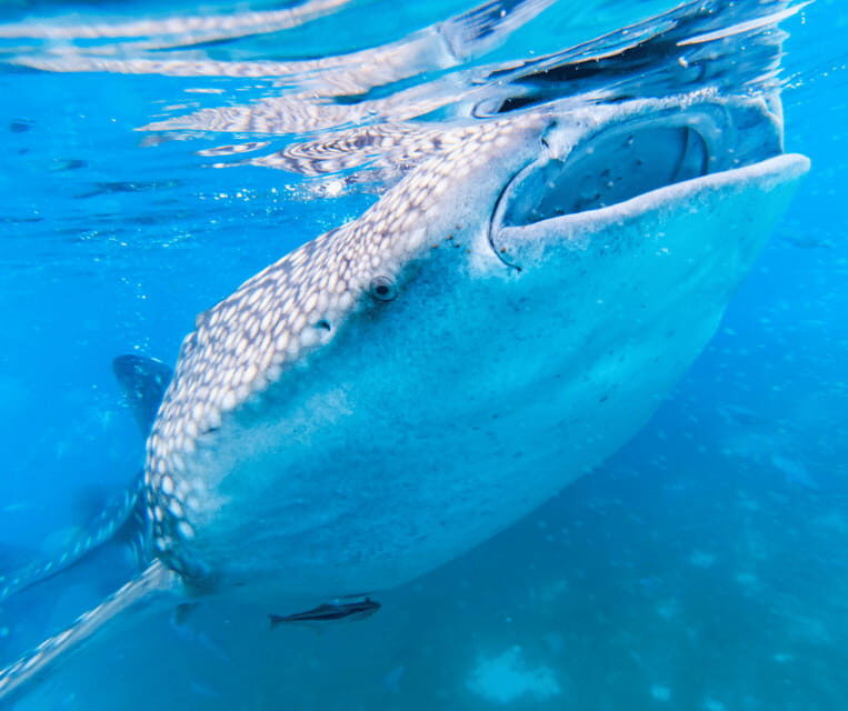 Cebu BEST: Sumilon, Whaleshark and Turtle Snorkeling Tour - Who Should Consider This Tour?