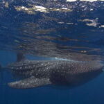 Cebu: Boat Day Trip with Whale Shark Swimming and Lunch - A Detailed Breakdown of the Itinerary