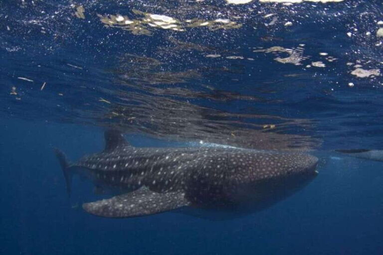 Cebu: Boat Day Trip with Whale Shark Swimming and Lunch - A Detailed Breakdown of the Itinerary