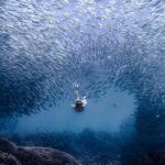 Cebu city to Pescador Island & Kawasan Canyoneering Tour - Logistics and Practical Details